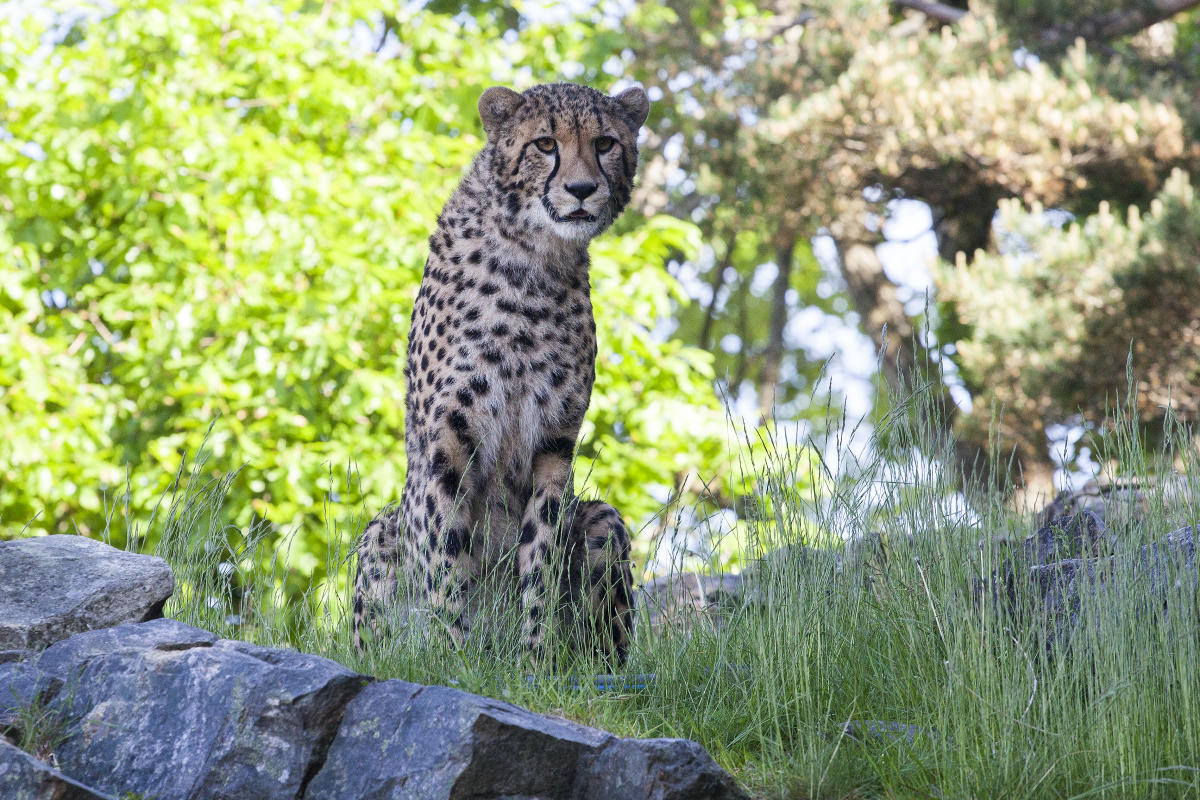 Dyreparken - Kristiansand Zoo and amusement park | Theme Parks ...