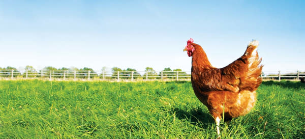 The Farm in Råde | Family Activities | Råde | Norway