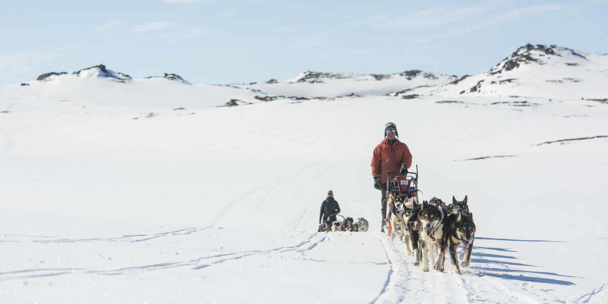 Dog sledding Ål in Hallingdal | Riding & Sledging | Ål | Norway