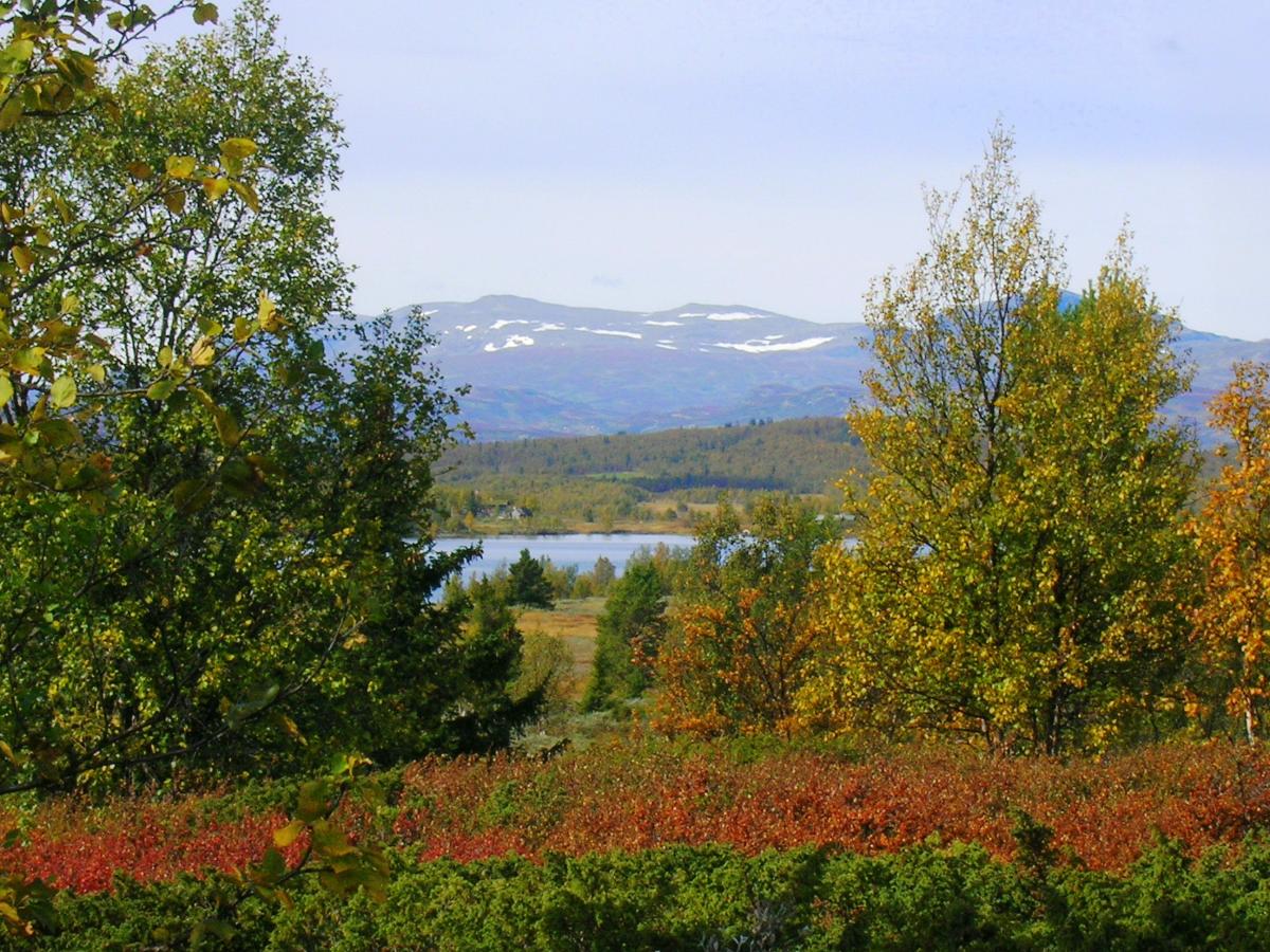 Top 9 in Torpo Ål in Hallingdal | Guided Tours | Torpo | Norway