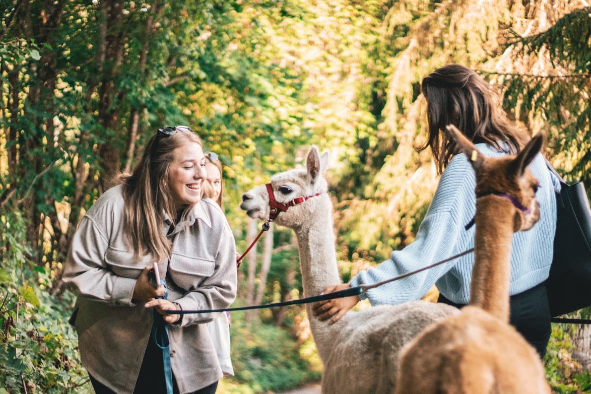 Alpakkaopplevelser og alpakkavandring