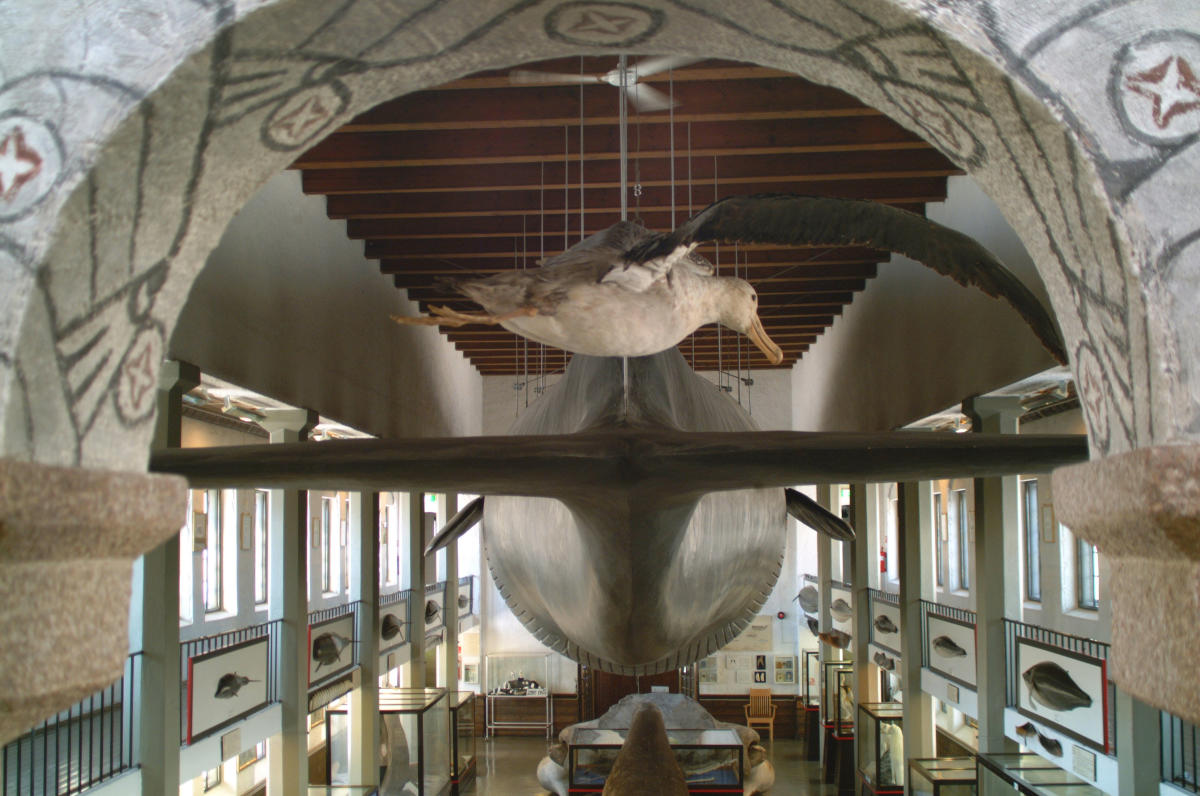 The Whaling Museum