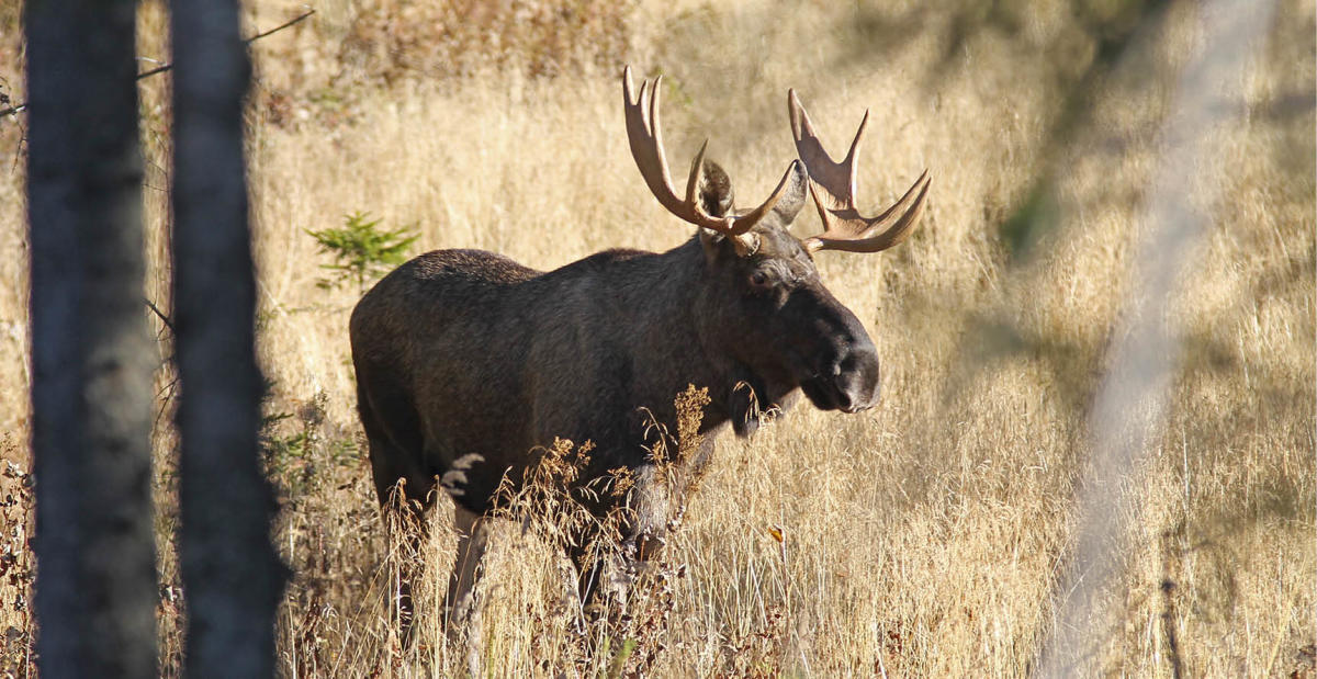 Elch Safari, Øyerfjellet | Wildlife & Safaris | Øyer | Norway