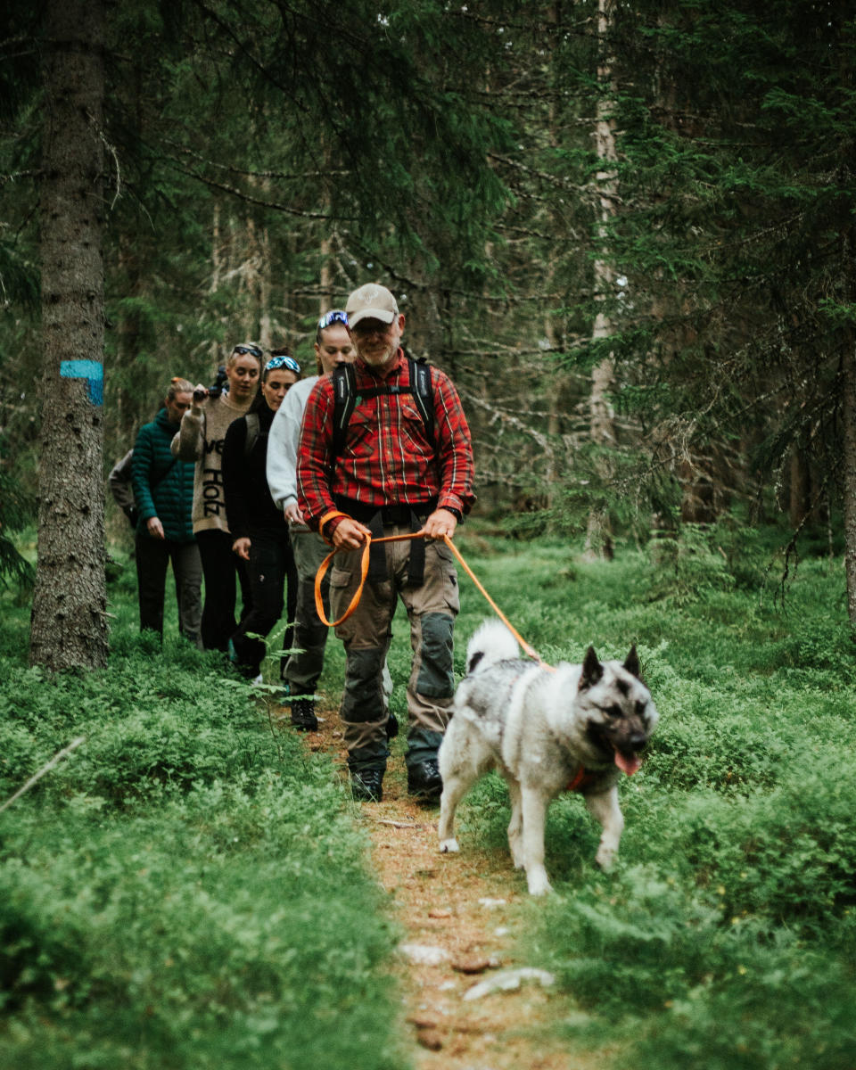 Moose safari in Finnskogen - the Finnforest - by foot | Wildlife ...