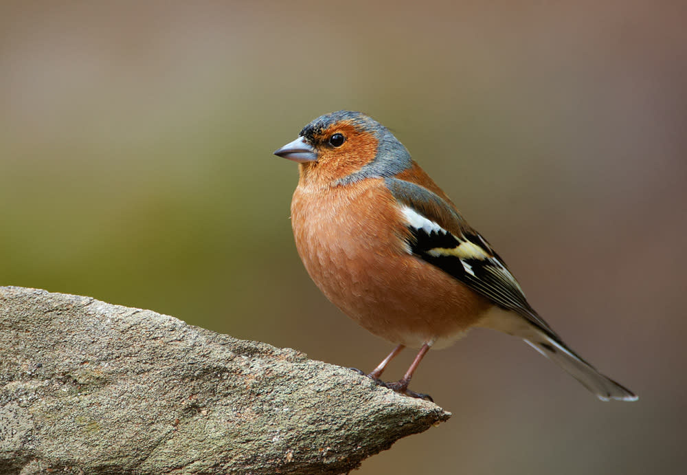 Fuglekikking midt i Telemark | Nature Attractions | Gvarv | Norway