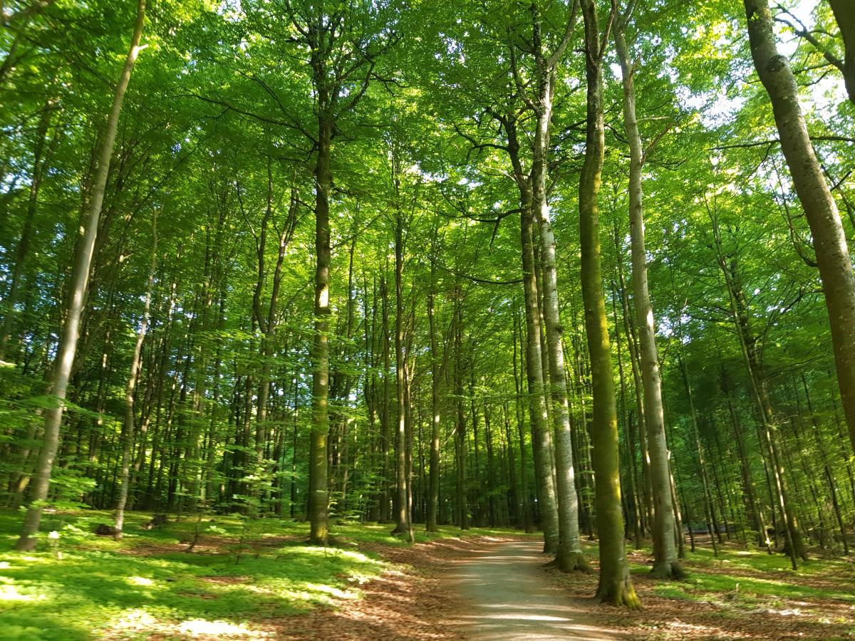 Der Buchenwald | Nature Attractions | Larvik | Norway