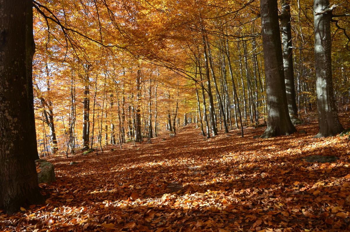 Bøkeskogen | Nature Attractions | Larvik | Norway