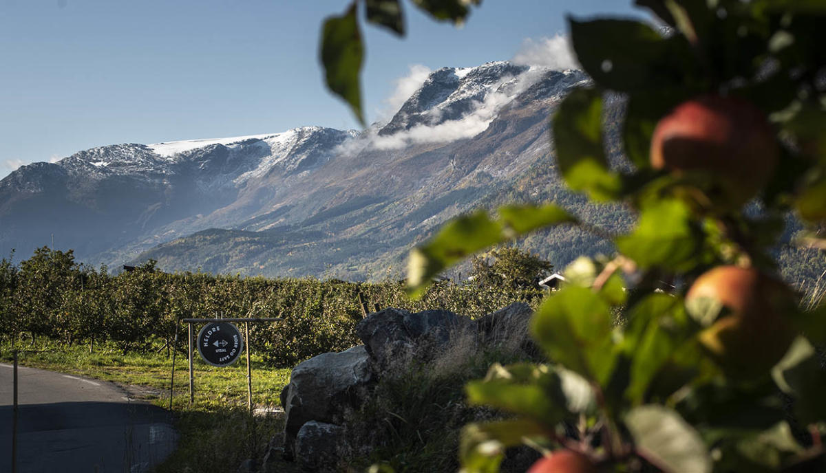 Helleland Gard, cider farm | Farm Activities | Lofthus | Norway