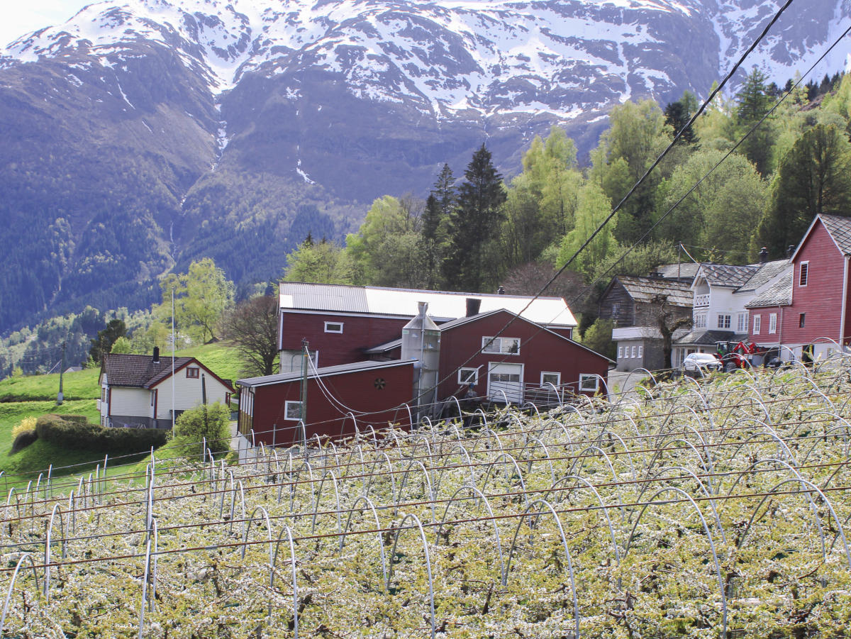 Guided cider tour from Tyssedal along the Hardangerfjord | Tour ...