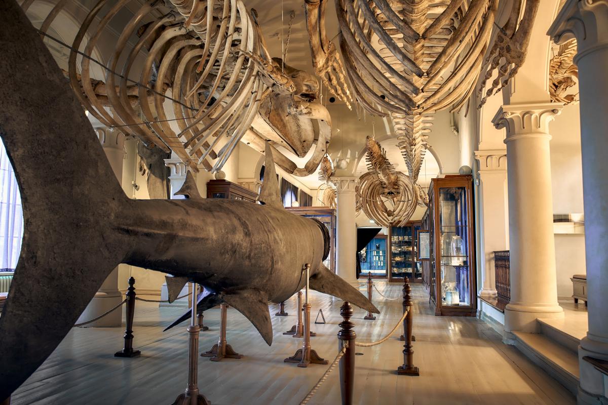 The University Museum of Bergen - wonder and science | Museums ...