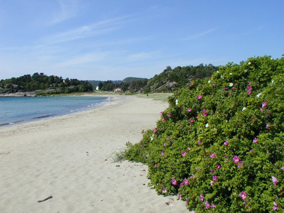 Njervesanden badeplass