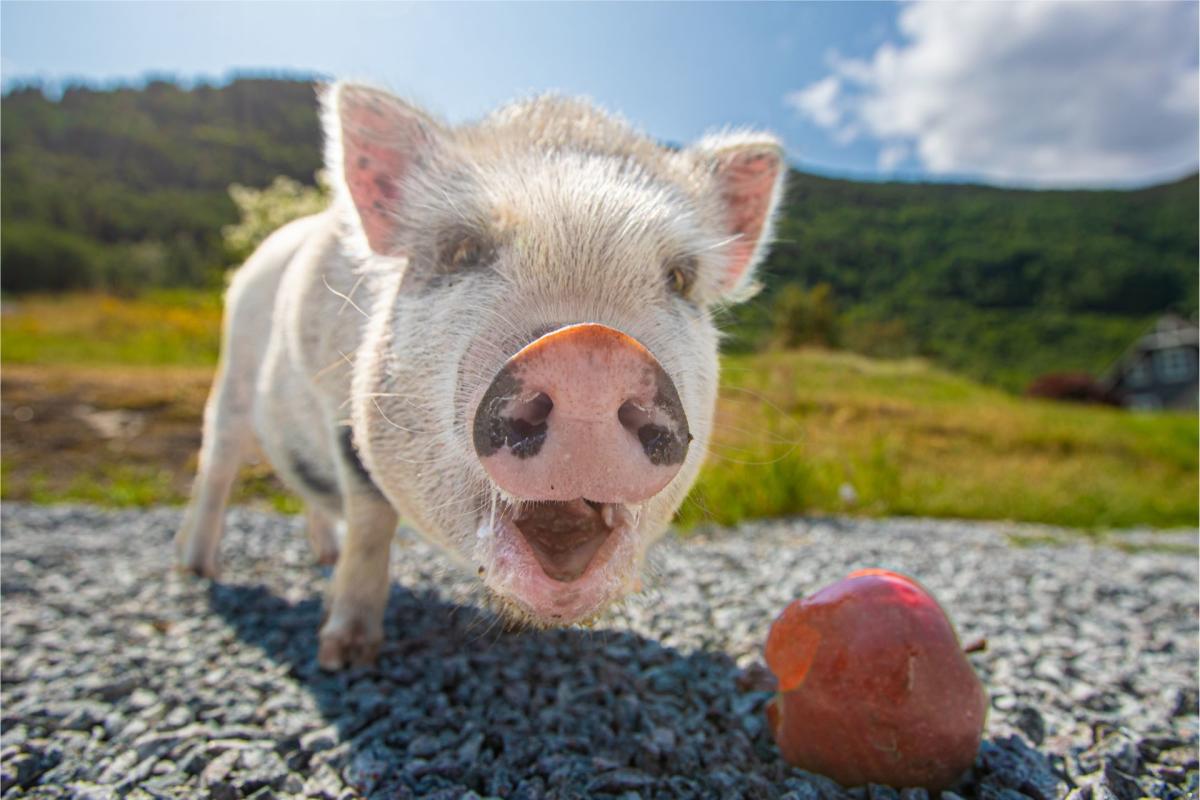 Haug Gard - Odelsgut Farm Visit | Family Activities | Sogndal | Norway