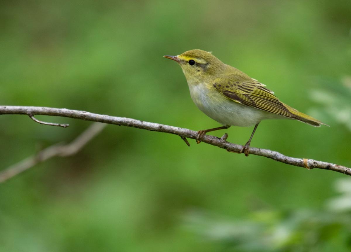 Bird watching i Raet National Park | Nature Attractions | Fevik | Norway