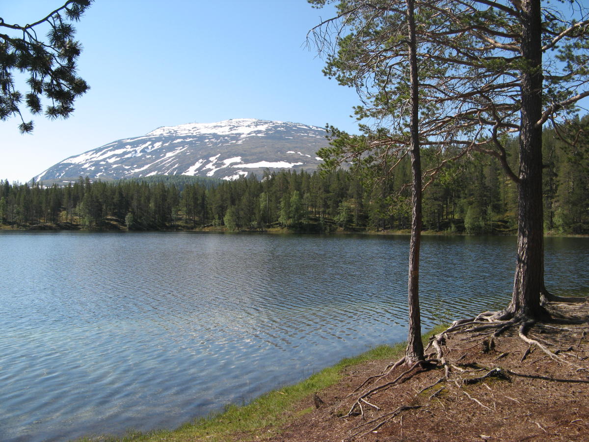 Ripan nature reserve | Sightseeing | Tynset | Norway
