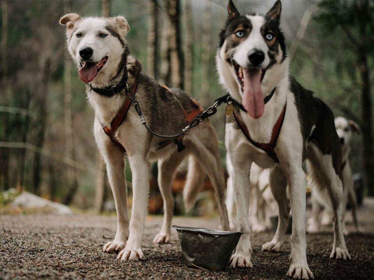 Sirdal Huskyfarm | Riding & Sledging | Tonstad | Norway