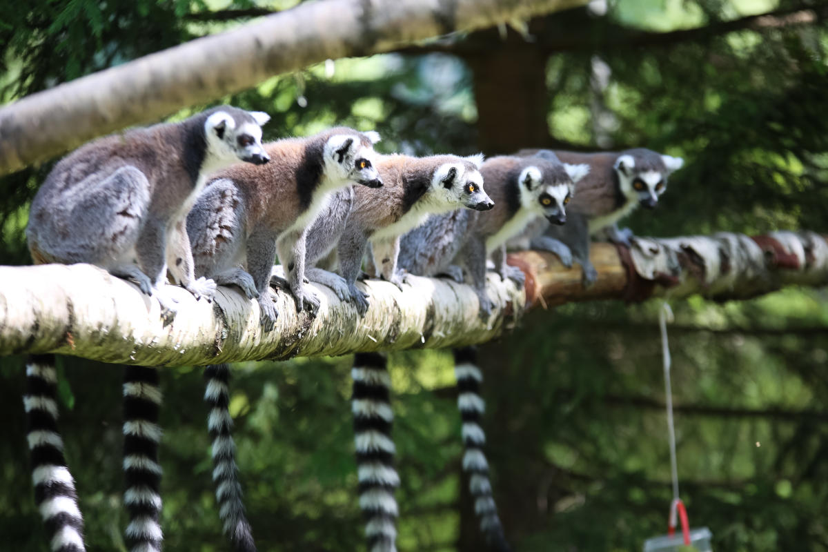 Tangen Dyrepark | Family Activities | Tangen | Norway