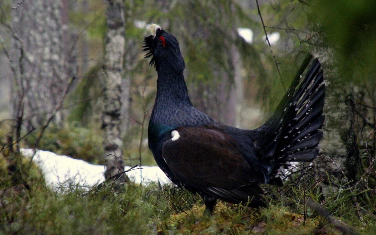 Capercaillie bird watching tour | Nature Attractions | Hernes | Norway