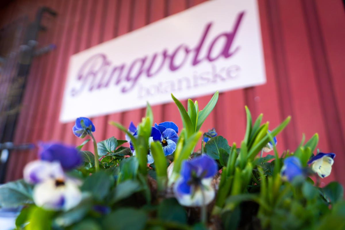 Ringvold Botaniske gårdsbutikk og hagesenter | Food Traditions | Hønefoss | Norway