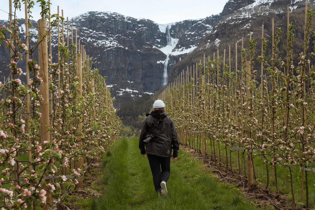 Fruit Trail | Hiking | Lofthus | Norway