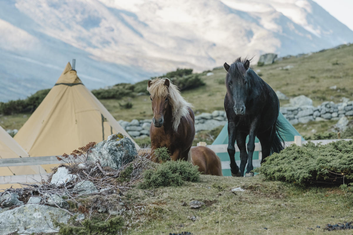 Fjelleventyret | Horse Riding in the Mountains | Nature Attractions ...