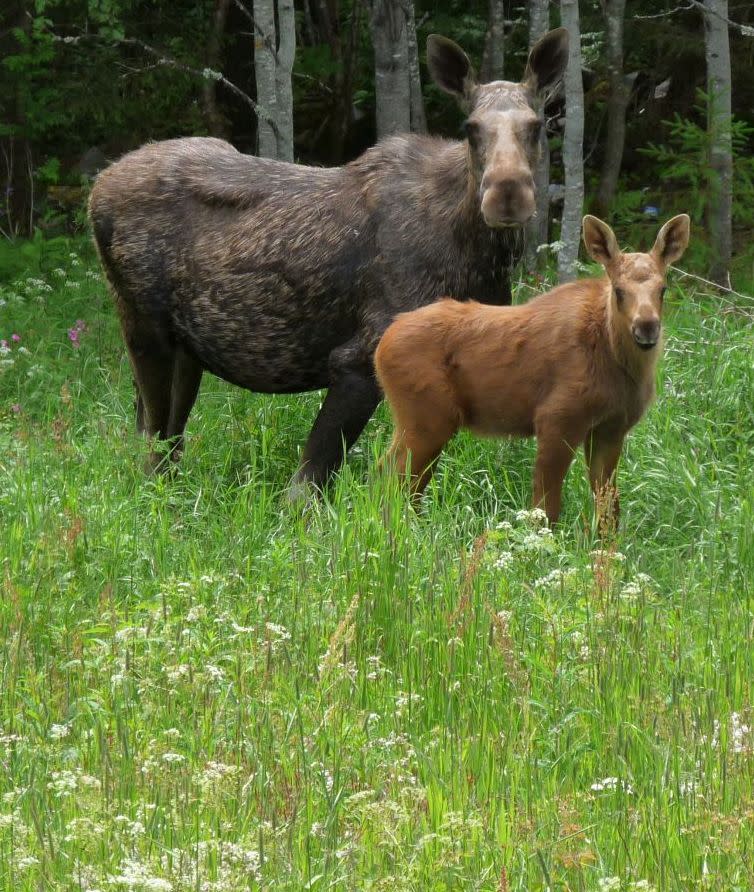 Elch Safari in Finnskogen - der Finnewald | Wildlife & Safaris | Hernes ...