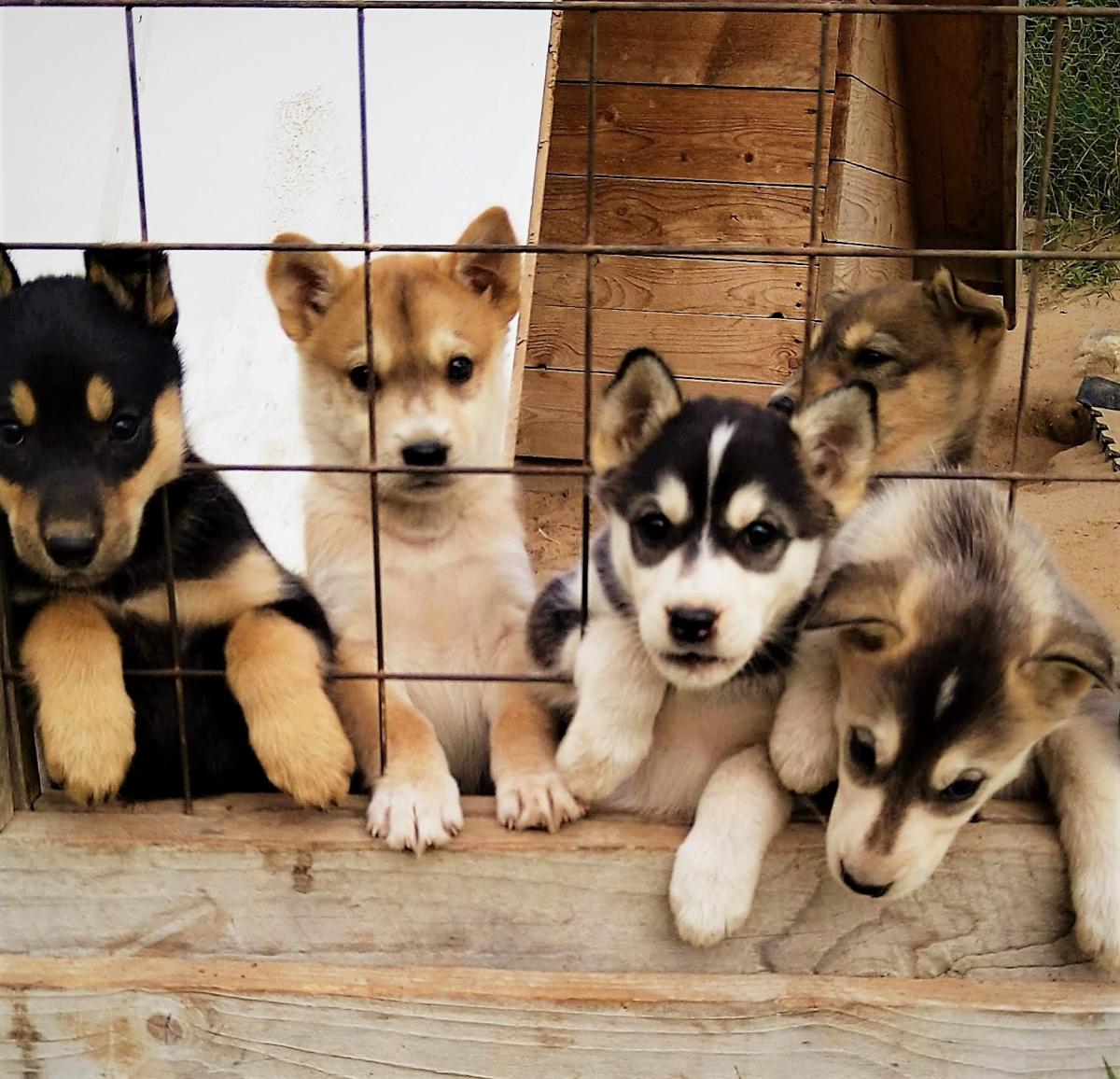 Fjestad Husky | Riding & Sledging | Tufsingdalen | Norway