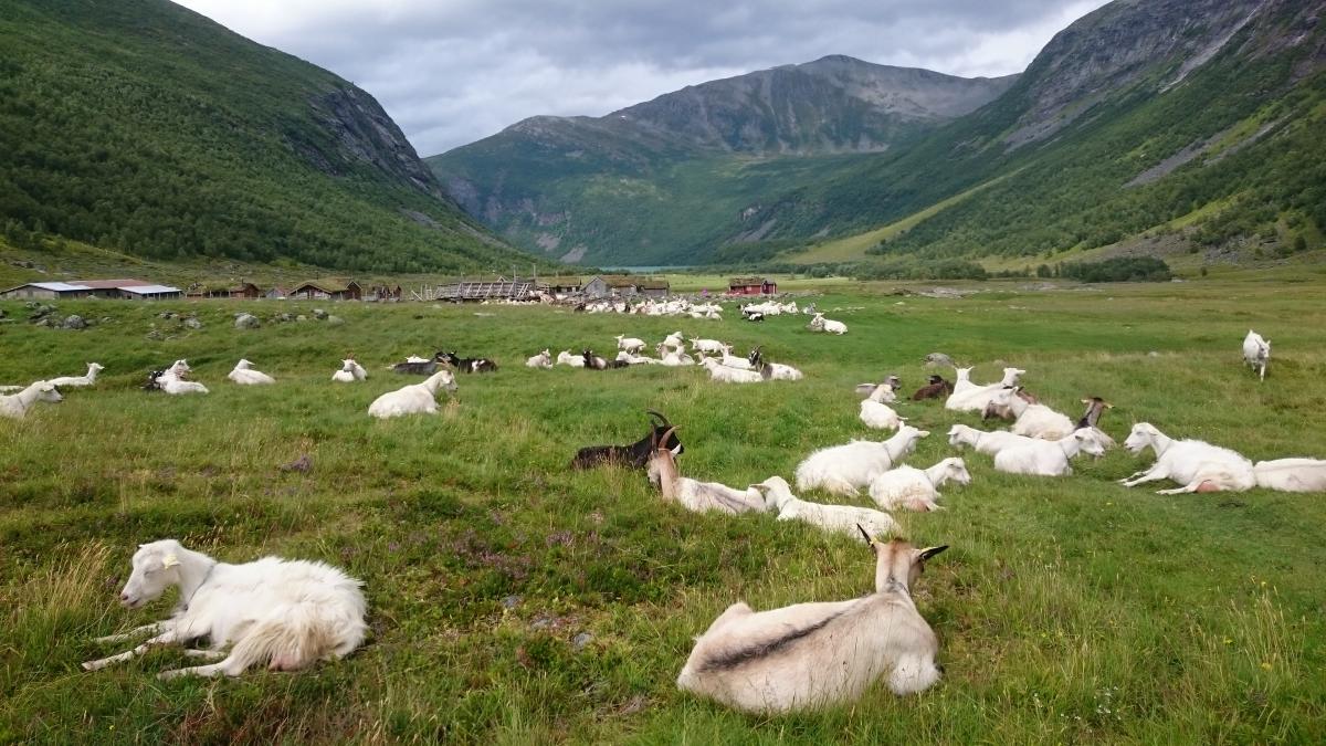 Herdalssetra | Buildings & Monuments | Norddal | Norway