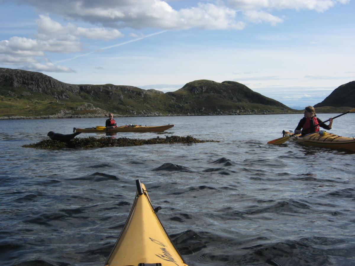 Guided kayak tour from Kalvåg | Action & Adventure | Davik | Norway