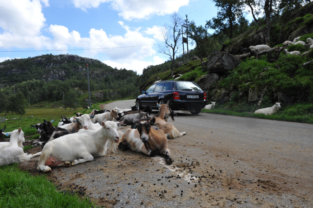 Sauda Touristeninformation | Gifts & Souvenirs | | Norway