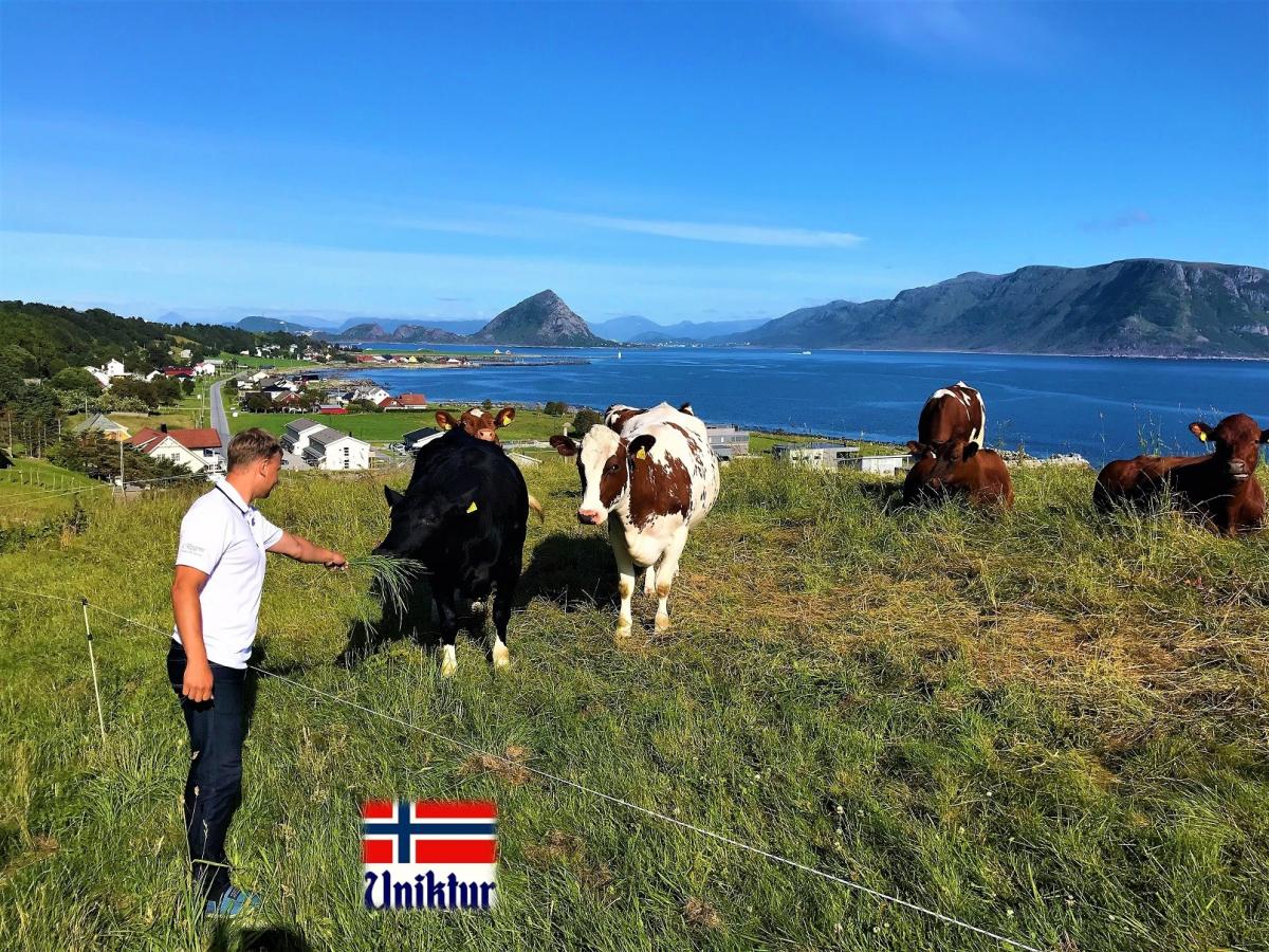 Highlights in Ålesund and Giske - Viking's island