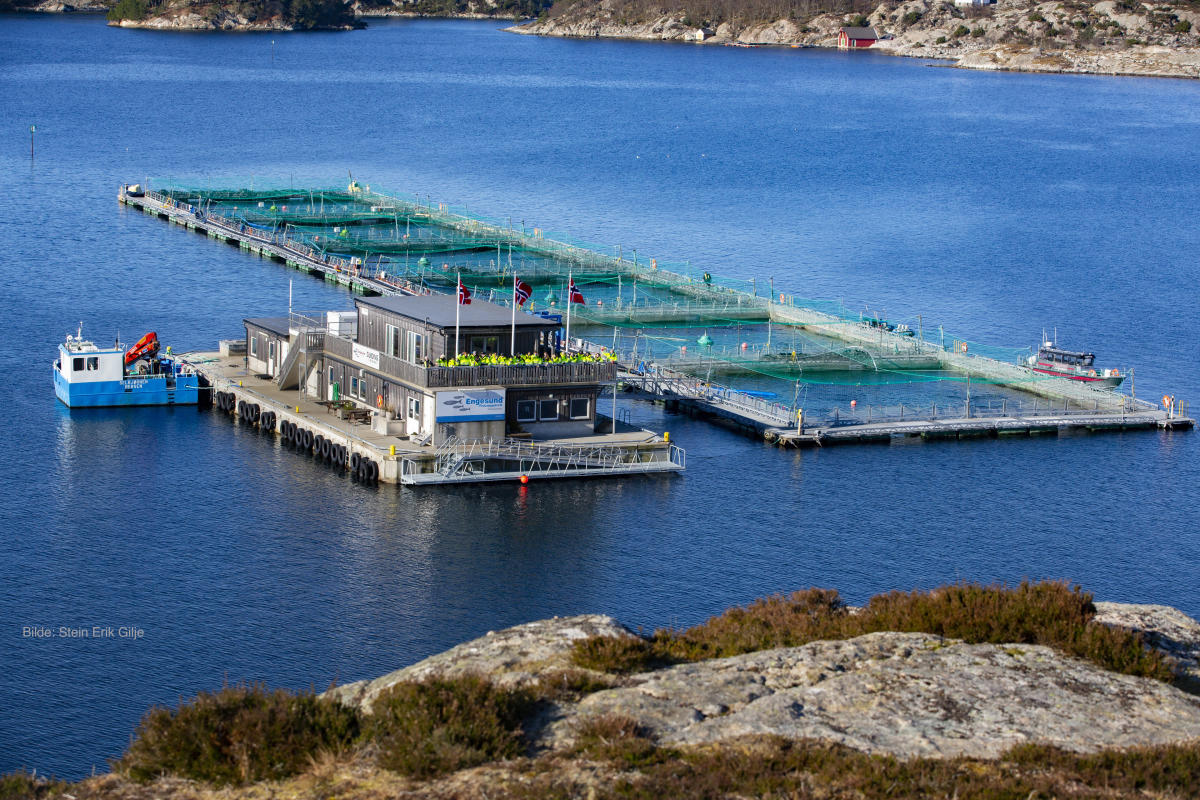 Engesund fiskeoppdrett visningssenter | Farm Activities | Fitjar | Norway