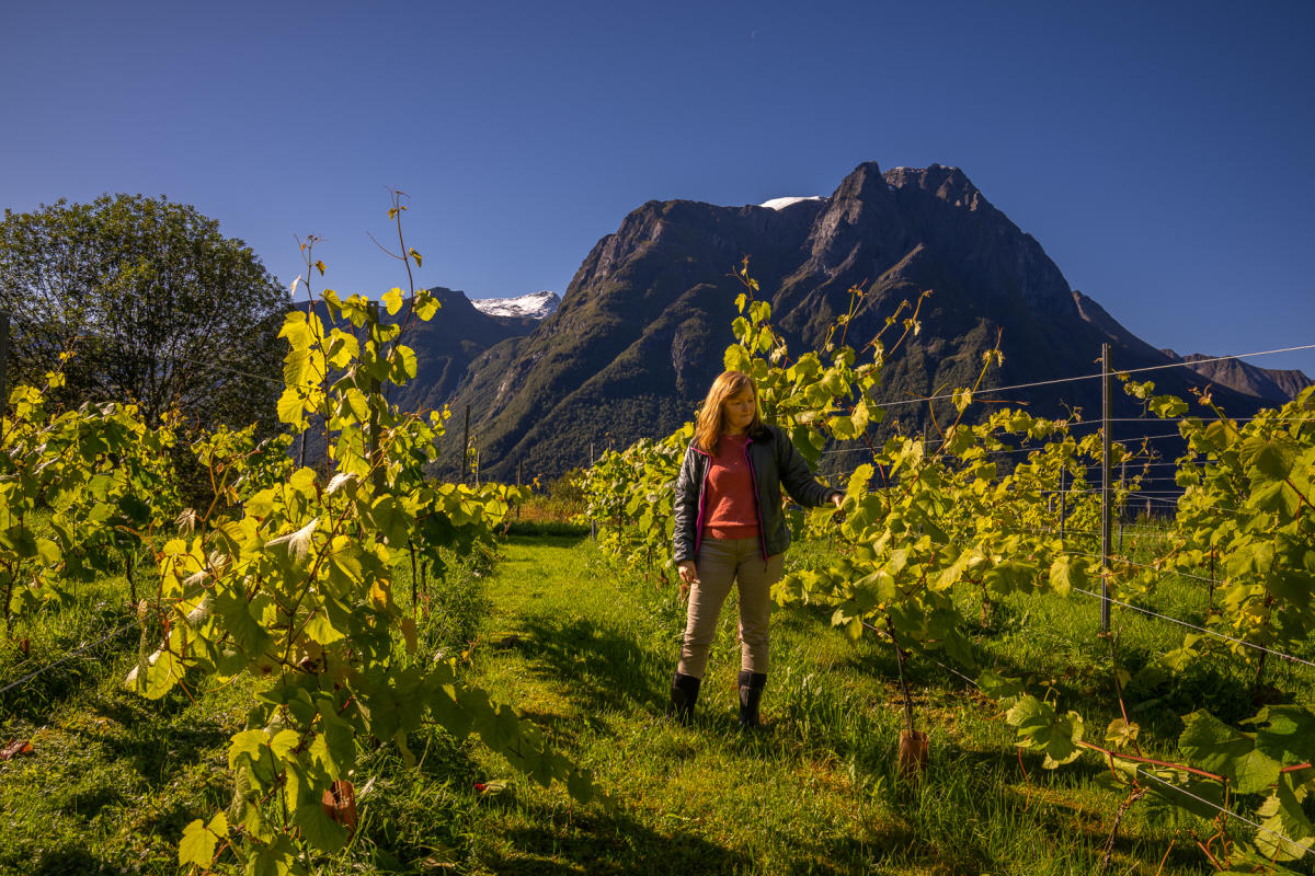 Visit Haula vineyard in Hjørundfjorden