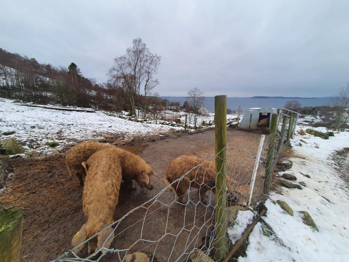 Farm shop at Strand Gård at Tau | Food Traditions | Tau | Norway