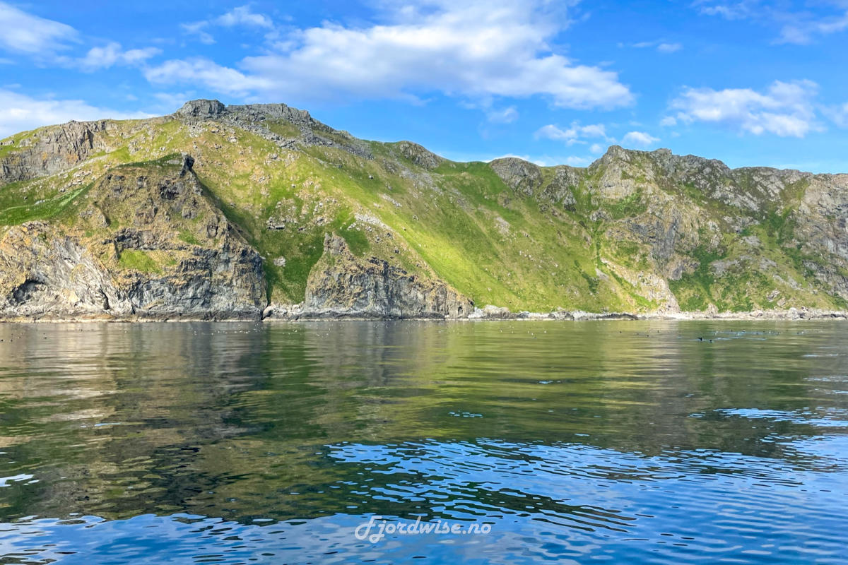 Private boat charter to Runde bird island | Fjord & Coastal Cruise ...