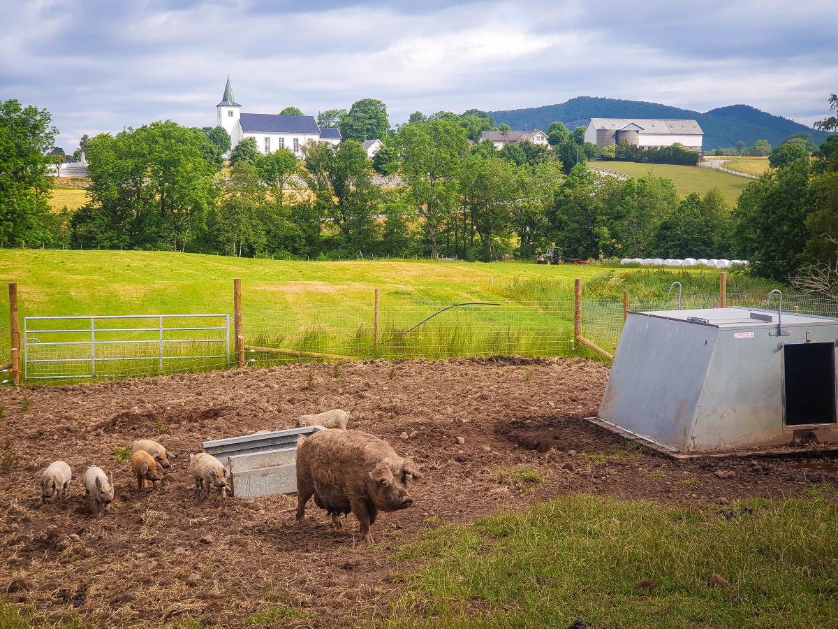 Farm shop at Strand Gård at Tau | Grocery | Tau | Norway