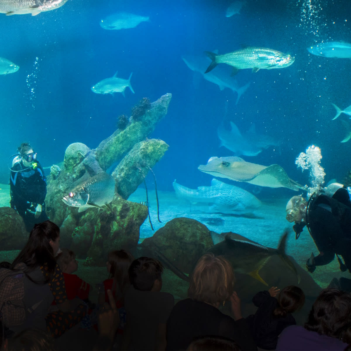 Aquarium - ABQ BioPark