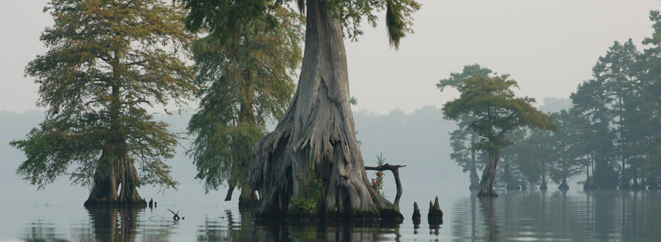 Great Dismal Swamp National Wildlife Refuge