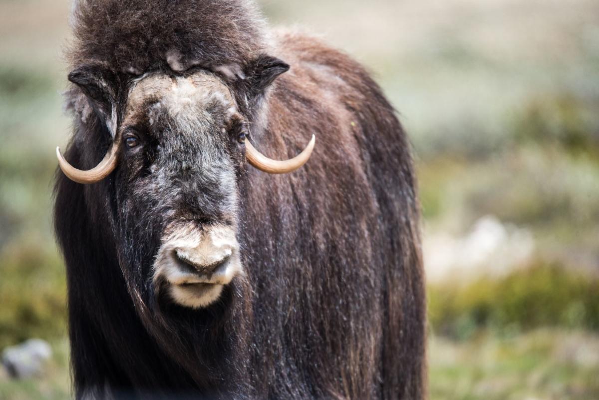 Musk Ox Safari | Wildlife & Safaris | Oppdal | Norway