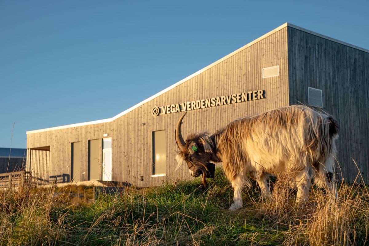 Vega World Heritage Center | Cultural Heritage | Vega | Norway