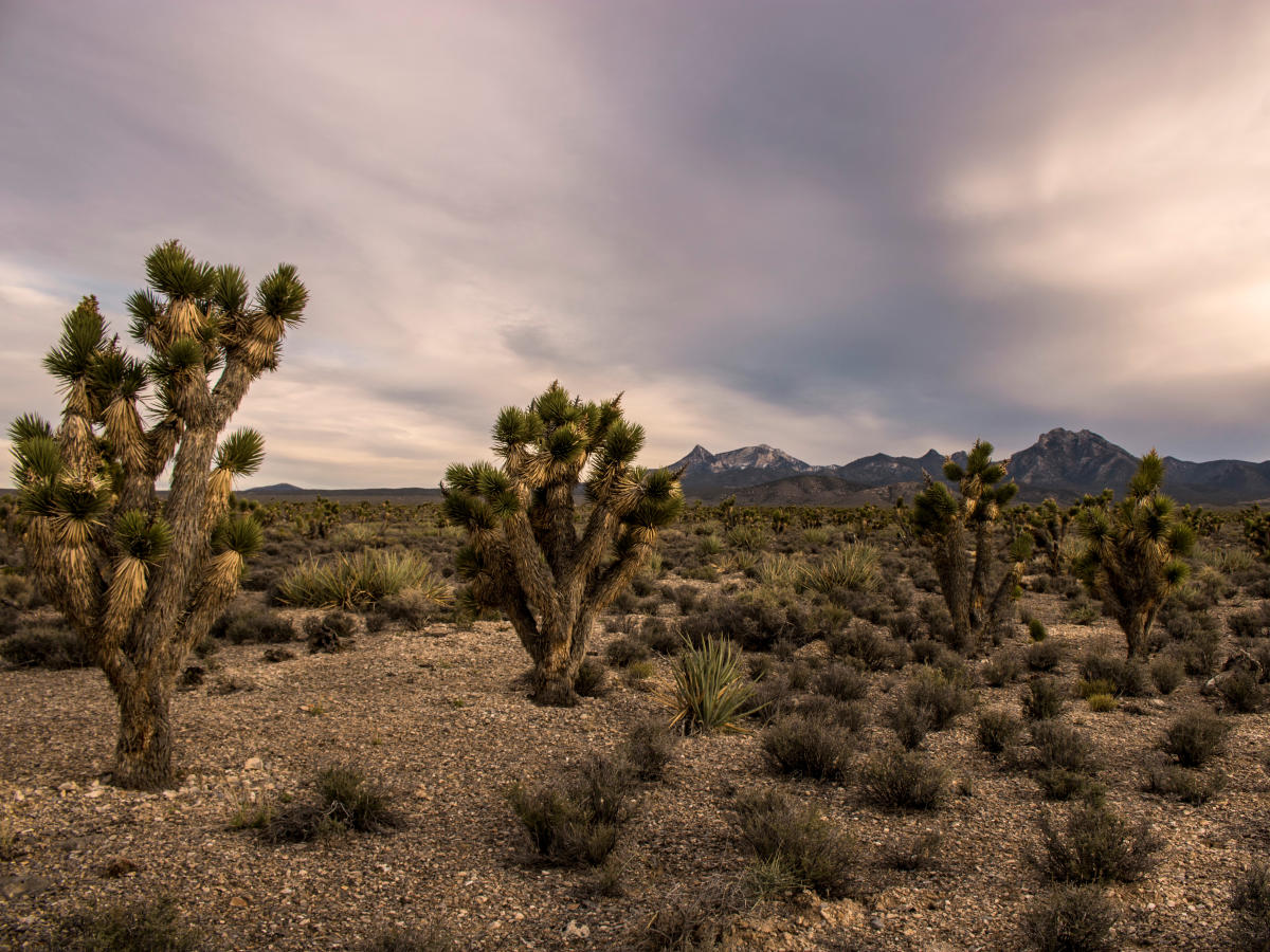 Parque Nacional Spring Mountain-nevada 11+ Thousand Spring Mountains