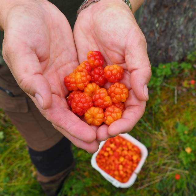 Eastern Norway - a paradise for mushroom and berry pickers