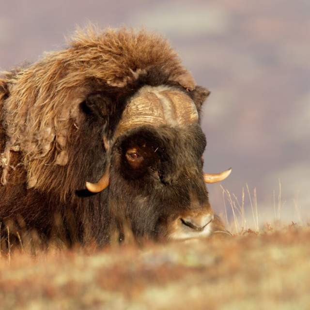 De bergen bij Dovrefjell | Muskusos, wandelpaden, Snøhetta