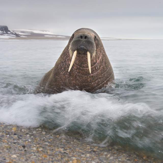 Svalbard, Norge – Arktisk vildmark, unikt djurliv