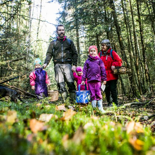 Mushroom stew | Recipe