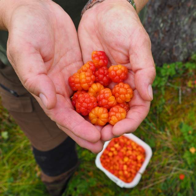 Norwegian cloudberry cream | Recipe