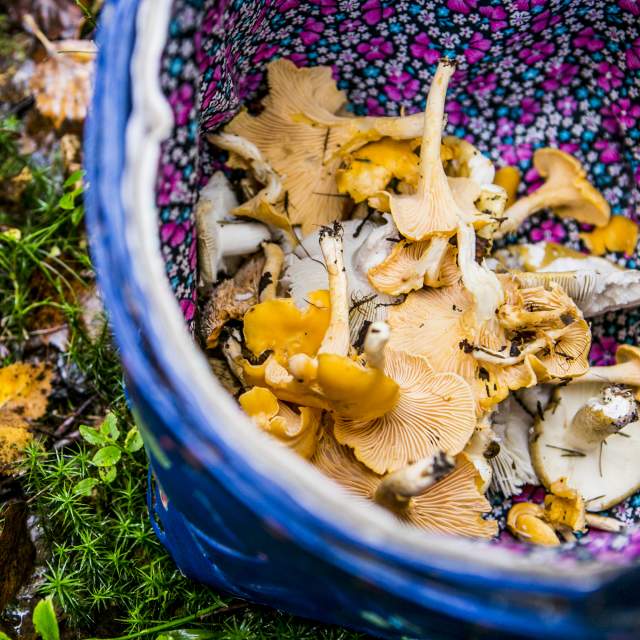 Mushroom stew | Recipe