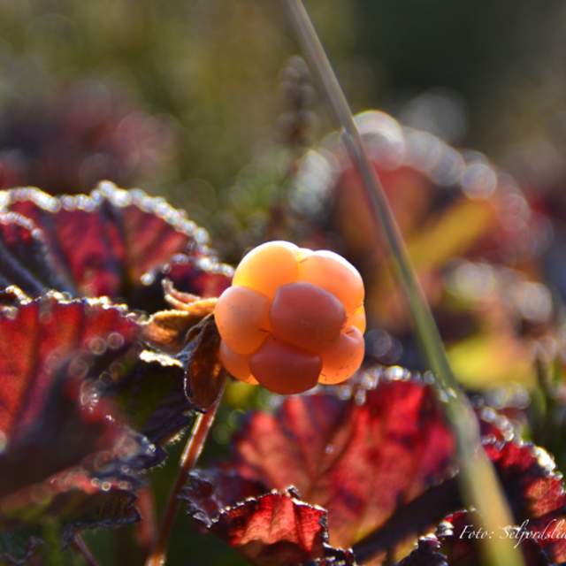 Norwegian cloudberry cream | Recipe