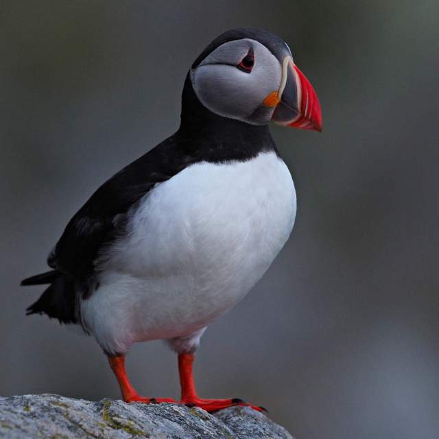 Ålesund og Sunnmøre - der fjell og fjord møter hav