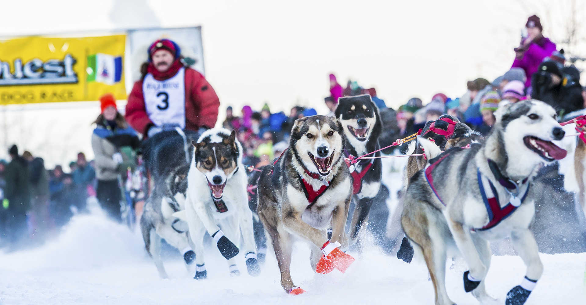 Dog Mushing Kennel Tours | Explore Fairbanks, Alaska