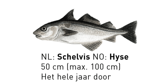 Praktische informatie over zeevissen | Zeevissen in Noorwegen | Noorse ...